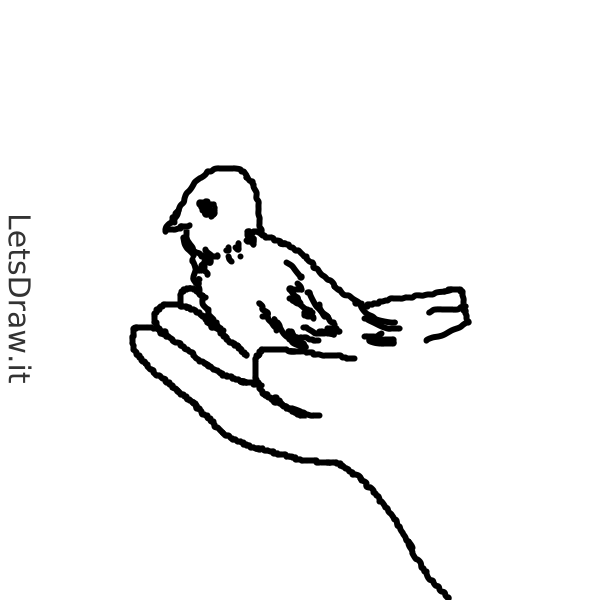 How to draw bird in the hand / 16d8xoq5w.png / LetsDrawIt