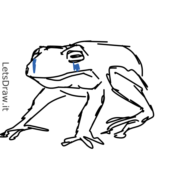 How to draw frog / 1aehn64cu.png / LetsDrawIt