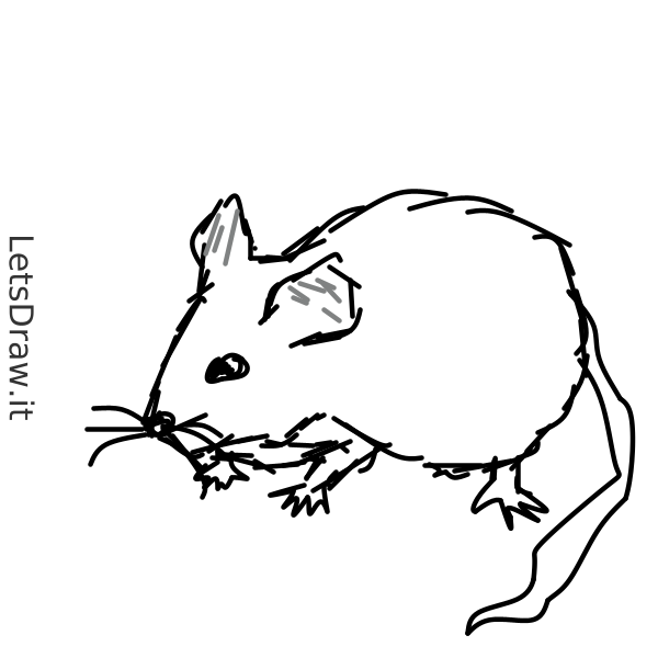 How to draw mouse / 1h5ff17r.png / LetsDrawIt