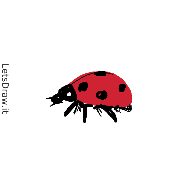 How to draw ladybug / 1mzpfk1ss.png / LetsDrawIt