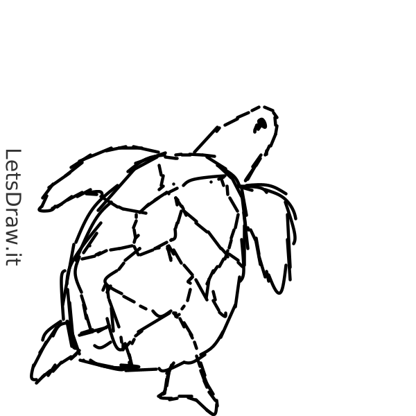 How to draw turtle / 1otpjdju.png / LetsDrawIt