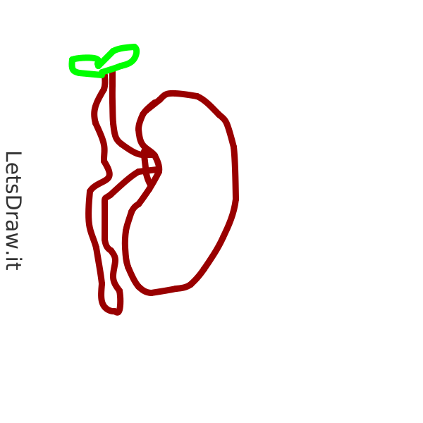 How to draw bean / 1xx9eihi9.png / LetsDrawIt