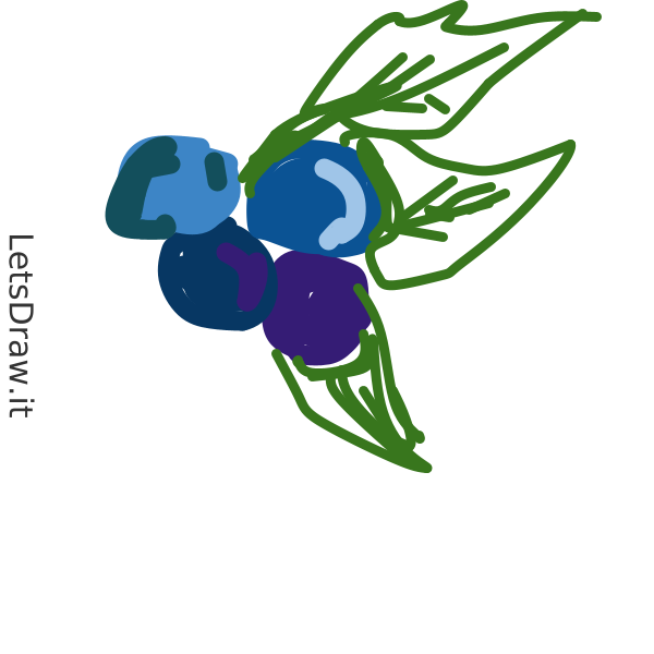 How to draw blueberries / 3kbqf9k1f.png / LetsDrawIt
