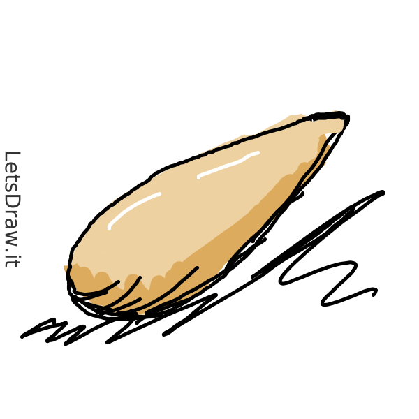 How to draw almond / 3wr4jye6g.png / LetsDrawIt