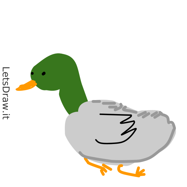How to draw ducks / 4bf4fwoig.png / LetsDrawIt