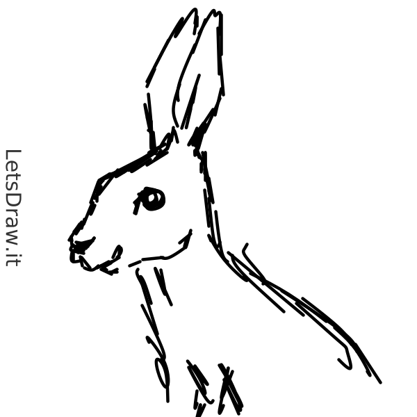 How to draw hare / 4nueds8o1.png / LetsDrawIt
