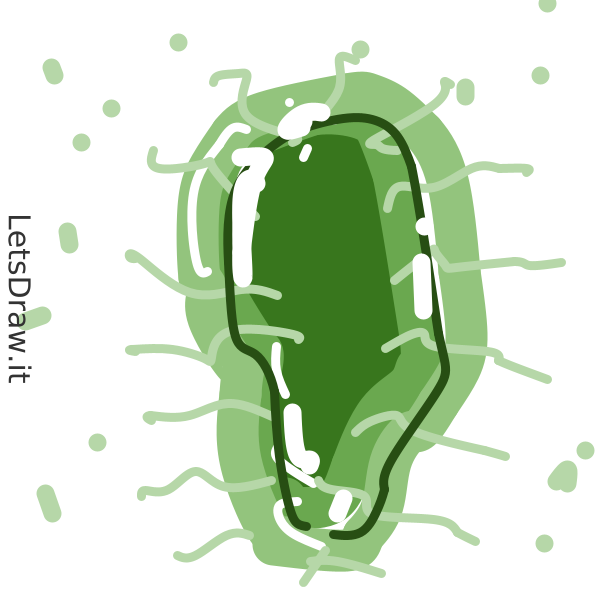 How to draw bacteria / 4rgjgwzd8.png / LetsDrawIt