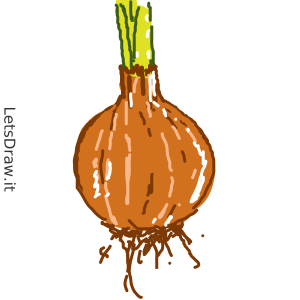 How to draw onion / 5cg7tifhm.png / LetsDrawIt