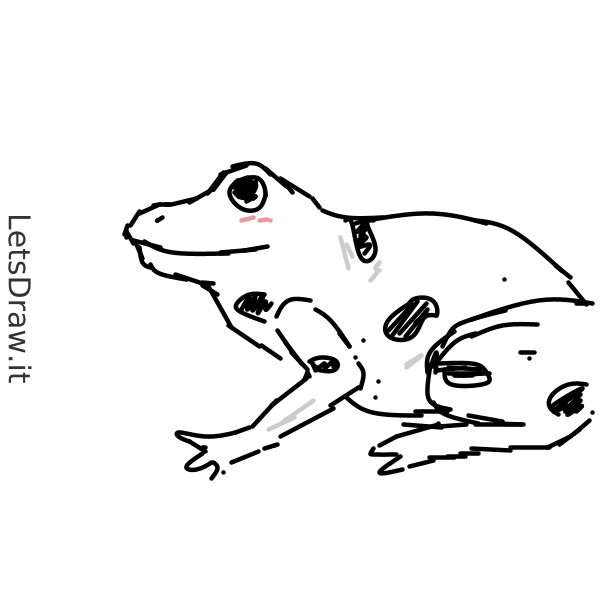 How to draw frog / 5rrn8zfhu.png / LetsDrawIt