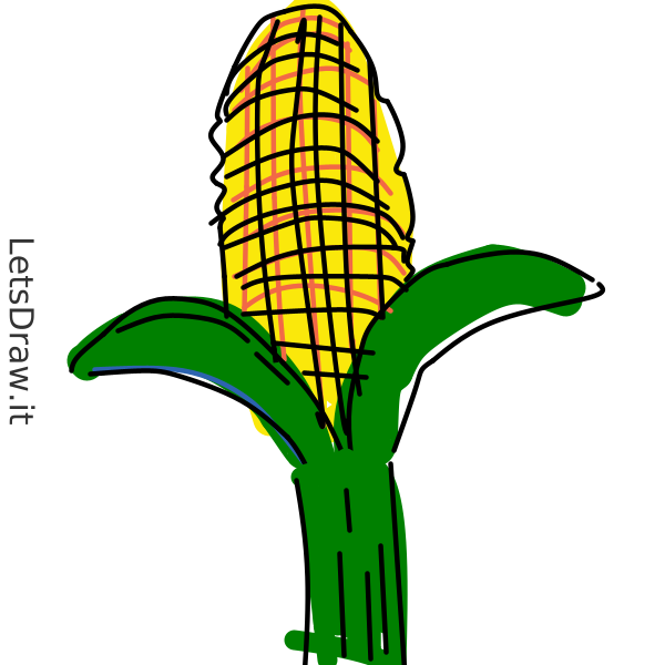 How to draw corn / 5xazrjiqu.png / LetsDrawIt