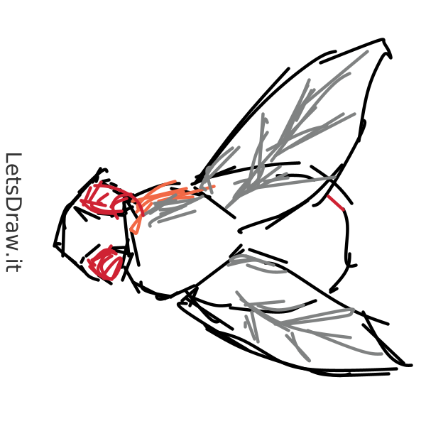 How to draw fly / 5yw7nfoar.png / LetsDrawIt