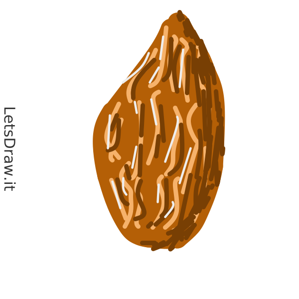 How to draw almond / 66c4fkz43.png / LetsDrawIt