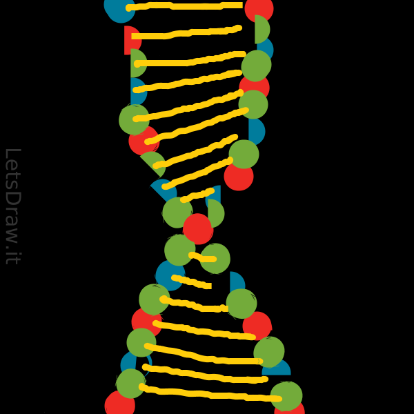 How to draw string of DNA / 67ipowirt.png / LetsDrawIt