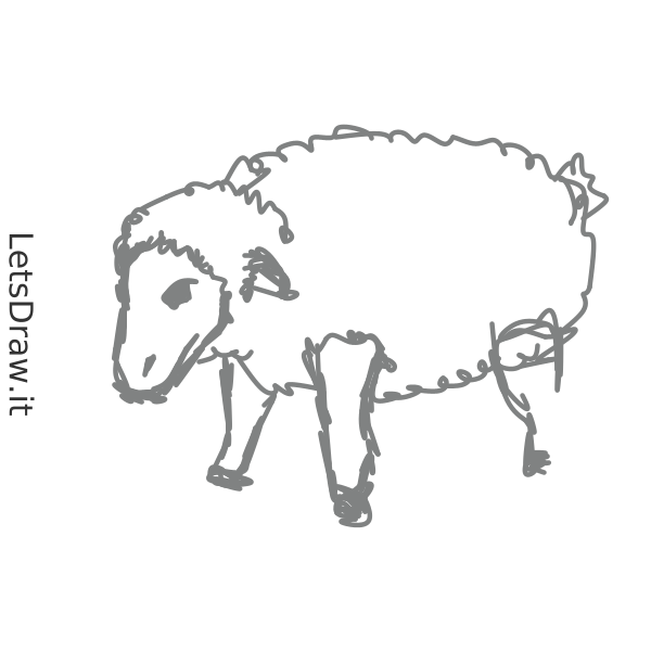 How to draw sheep / 6i74rnwi1.png / LetsDrawIt