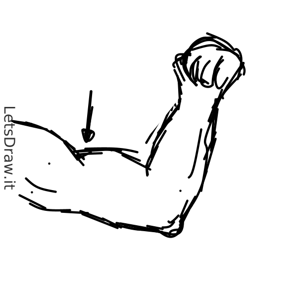 How to draw muscle / 6t9hbrqsm.png / LetsDrawIt