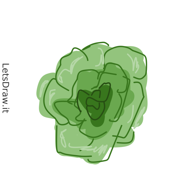 How to draw lettuce / 7asgfccq3.png / LetsDrawIt