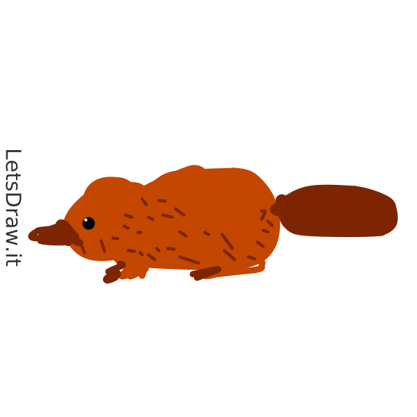 How to draw platypus / 7b47kqsnb.png / LetsDrawIt