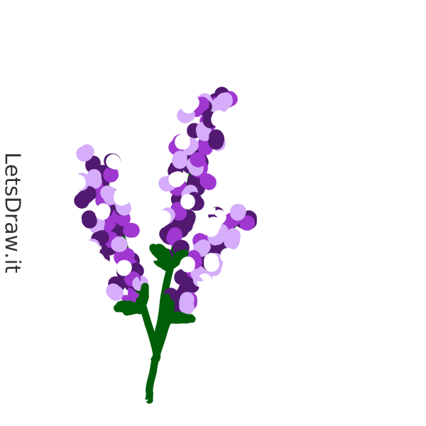 How to draw lavender / 7tsseuon3.png / LetsDrawIt