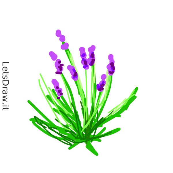 How to draw lavender / 8cjeez7zs.png / LetsDrawIt