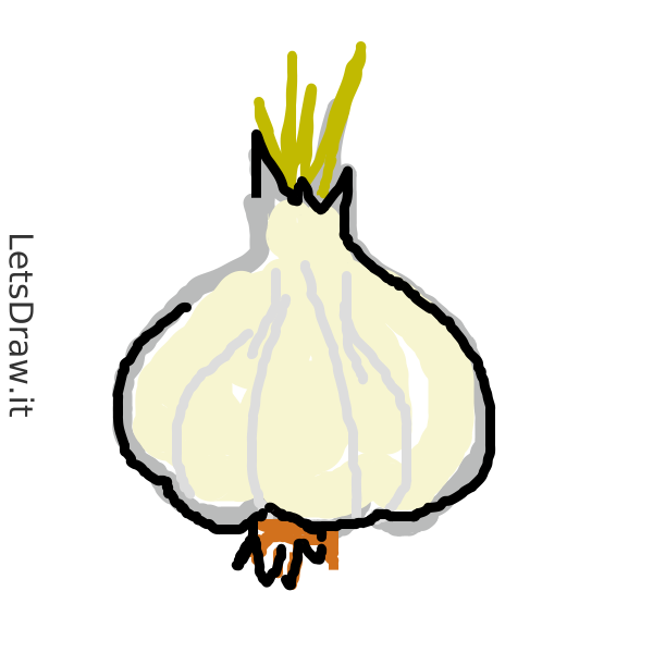 How to draw garlic / 8jszqsp6z.png / LetsDrawIt