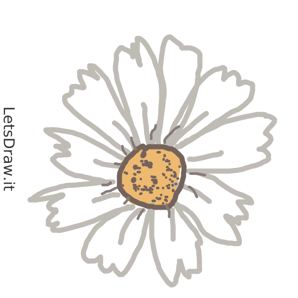 How to draw daisy / 9aodr9pz.png / LetsDrawIt