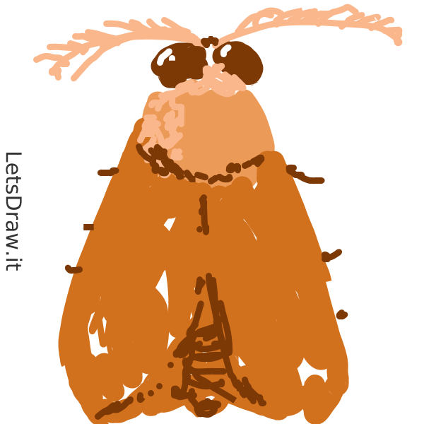 How to draw moth / 9dwnq3gru.png / LetsDrawIt