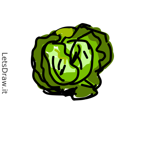 How to draw lettuce / 9fz7msfbj.png / LetsDrawIt