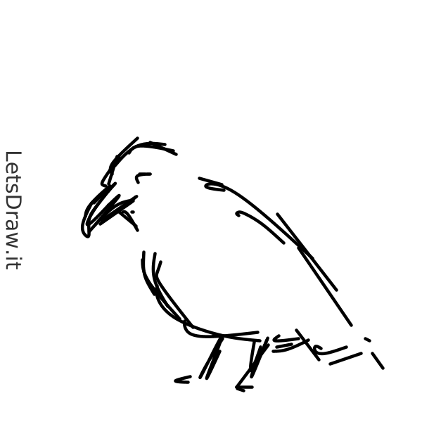 How to draw crow / LetsDrawIt