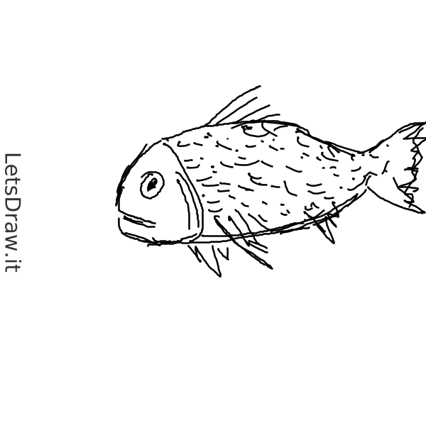 How to draw fish / aotbfobam.png / LetsDrawIt