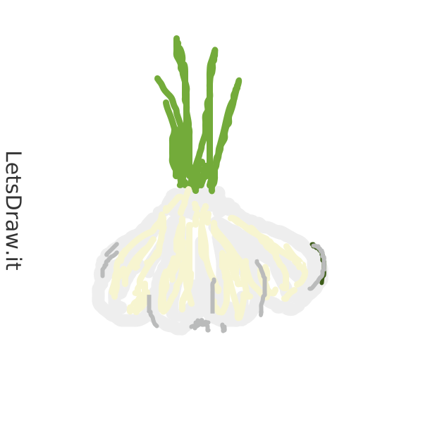 How to draw garlic / atkmoc5fk.png / LetsDrawIt