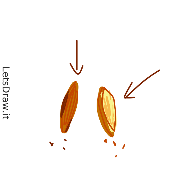How to draw Almond / ca95pqga8.png / LetsDrawIt