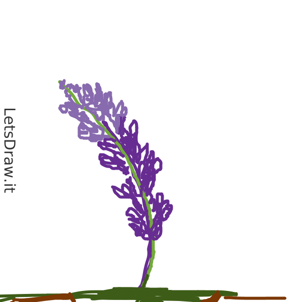 How to draw lavender / canixnxir.png / LetsDrawIt