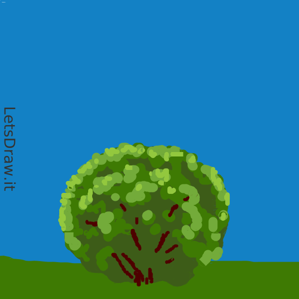 How to draw bush / cbn41d5fr.png / LetsDrawIt