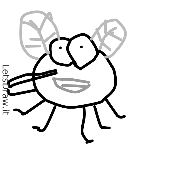 How to draw fly / cnk8jbjkp.png / LetsDrawIt