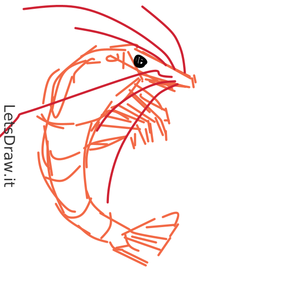 Como dibujar camarones / Aprende a dibujar de otros artistas de Letsdraw.it
