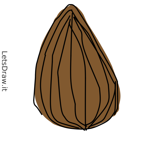 How to draw almond / d6o6bguro.png / LetsDrawIt
