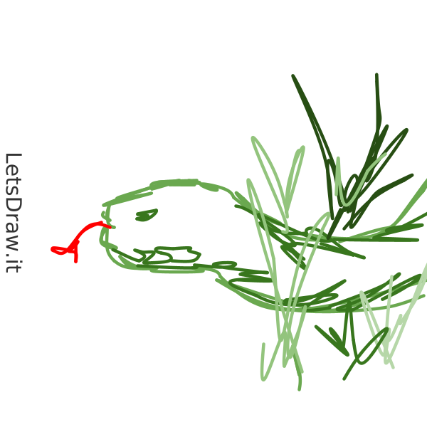 How to draw grass snake / dccrn16wg.png / LetsDrawIt