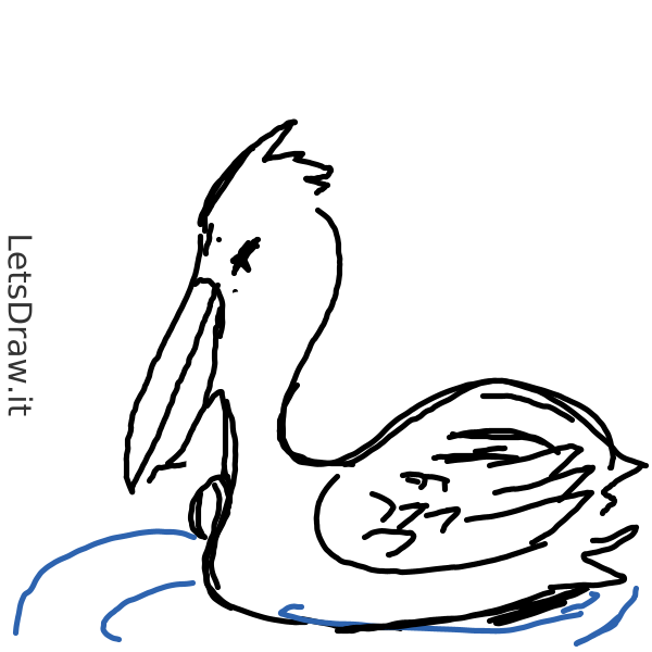 How to draw pelican / dg17bc1kj.png / LetsDrawIt