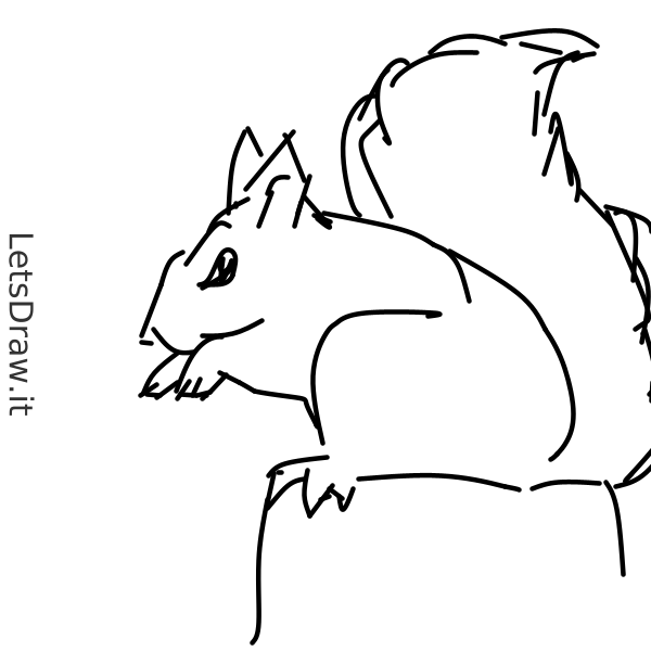 How to draw squirrel / dsytf79c7.png / LetsDrawIt