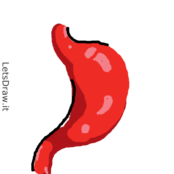 How to draw stomach / dwqrxe11f.png / LetsDrawIt