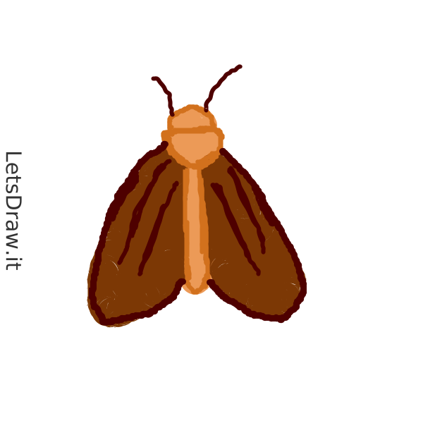 How to draw moth / dx8foaqn7.png / LetsDrawIt