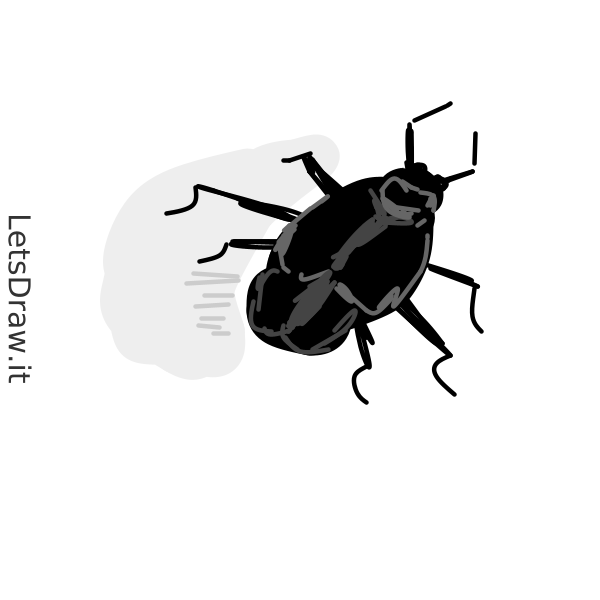 How to draw beetle / dy4zg1ebu.png / LetsDrawIt
