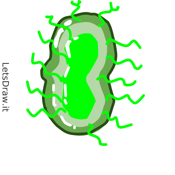 How to draw bacteria / ee76g8yuq.png / LetsDrawIt