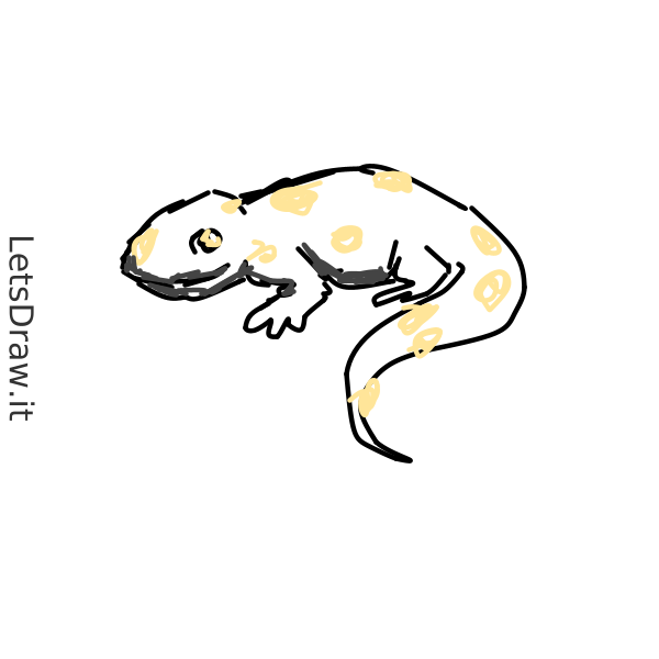 How to draw salamander / LetsDrawIt