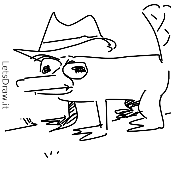 How to draw platypus / ffe4mn4kc.png / LetsDrawIt