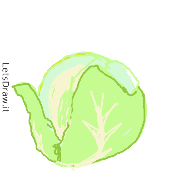 How to draw cabbage / ffeyt44i4.png / LetsDrawIt