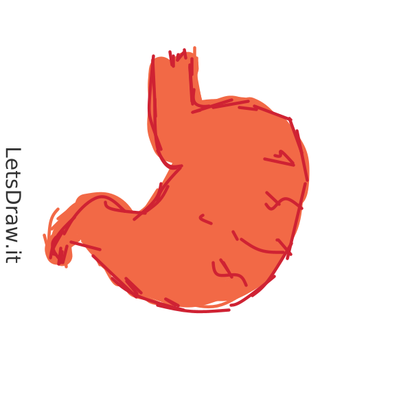 How to draw stomach / fwzxdtma6.png / LetsDrawIt