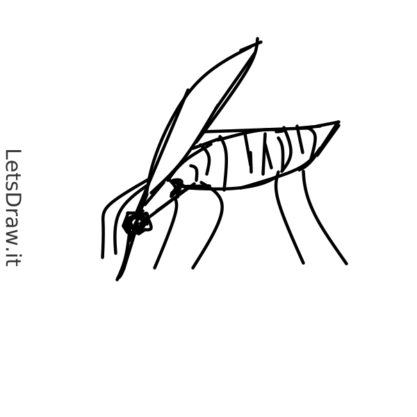 How to draw mosquito / gycy1wf3.png / LetsDrawIt