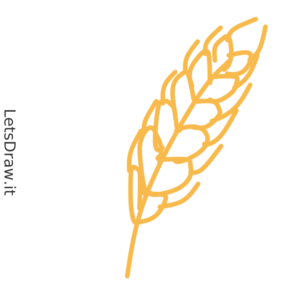 How to draw wheat / har4kyxda.png / LetsDrawIt