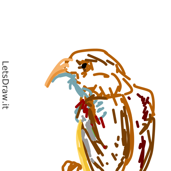 How to draw hawk / LetsDrawIt